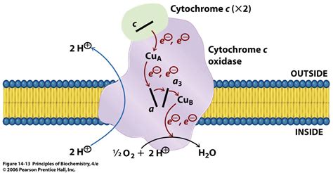 World Of Biochemistry Blog About Biochemistry Cellular Respiration