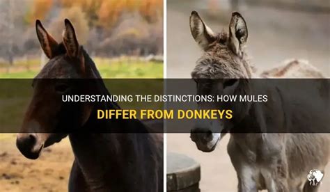 Understanding The Distinctions How Mules Differ From Donkeys PetShun