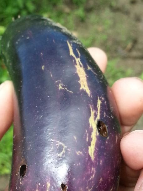 Eggplant Fruit Detection Using Yolov Object Detection Dataset By Bscs