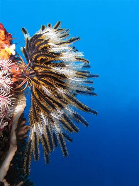 285b Classes Of Echinoderms Biology Libretexts