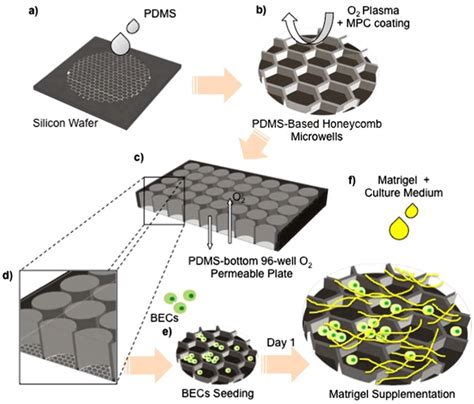 Fabrication Of Pdms Based Honeycomb Microwells Followed By The Bec Download Scientific Diagram