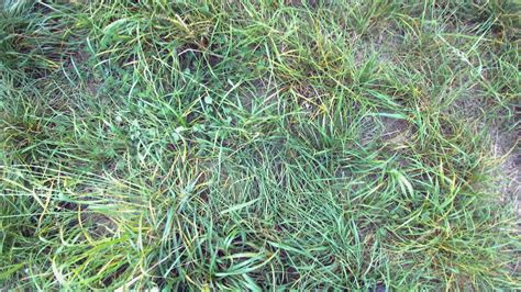 Ai Grassland 2 Object Detection Model By Clover Detection