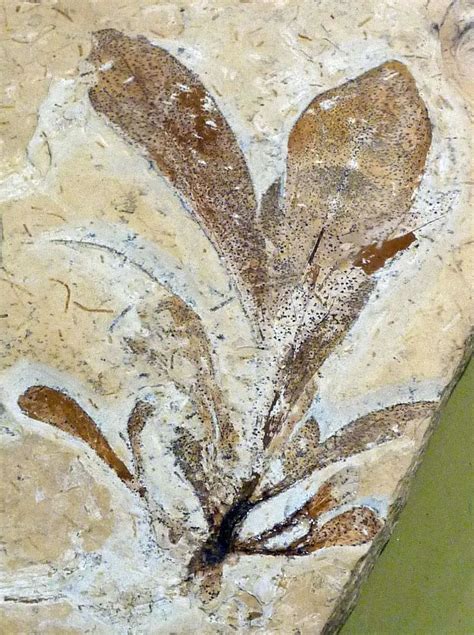 Cretaceous Plant Fossils
