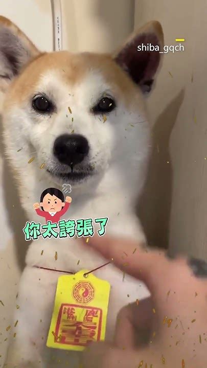 柴犬偷吃30顆保健食品！被主人指責1舉動求饒超萌cosmosviral Youtube