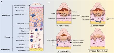 Skin Structure And Healing Process A The Structure Of The Skin Download Scientific Diagram