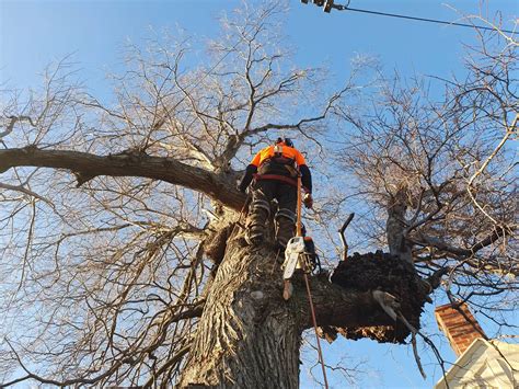 Services Trees R Us Tasmania