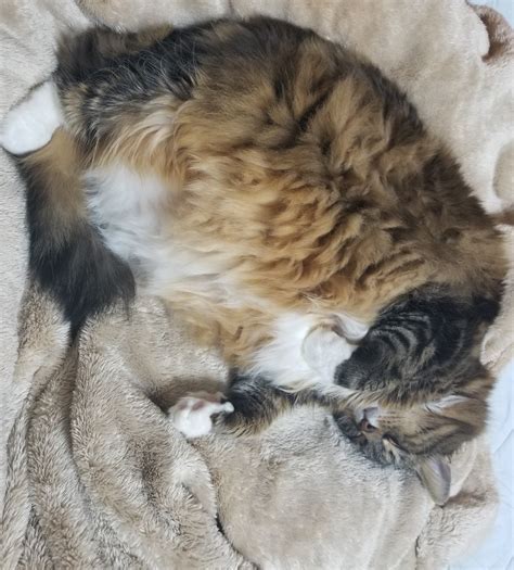 Mikologs