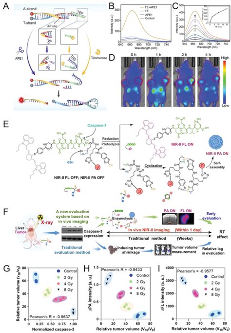 A Schematic Illustration Of The Dna‐based Fluorescent Nanoprobe For