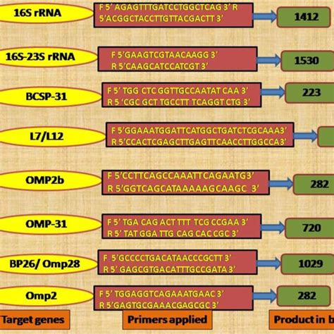 Molecular Markers For Molecular Diagnosis Of Brucella Melitensis Download Scientific Diagram