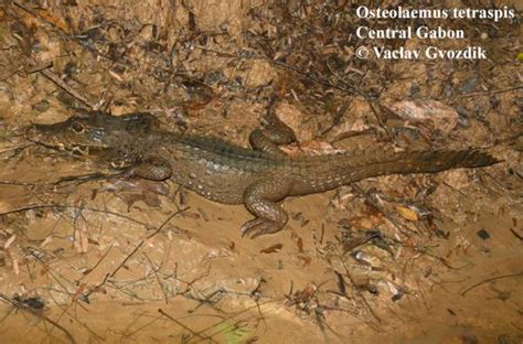 Osteolaemus Tetraspis The Reptile Database
