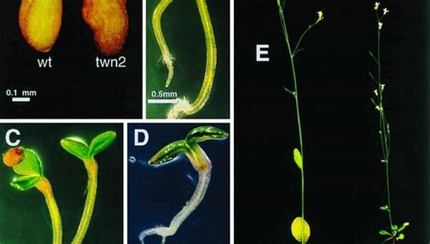 6 Most Common Weed Mutations And How To Spot Them Columbia Norml