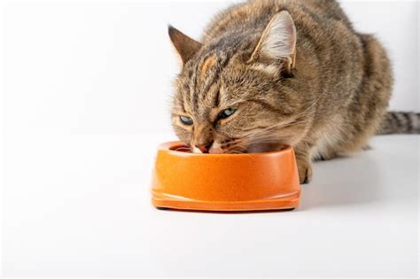 Premium Photo The Cat Eats Wet Food From A Bowl White Background