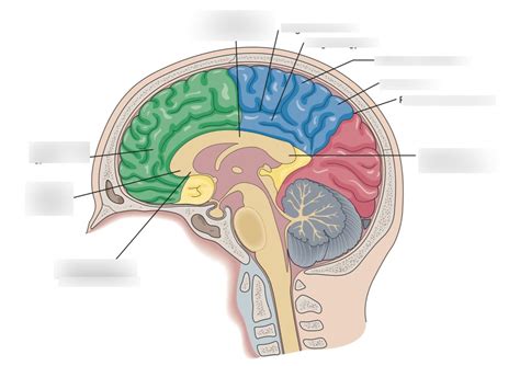 Corpus Callosum Diagram Diagram Quizlet