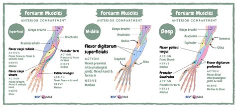 Diagram Of The Muscles In The Forearm Muscles Of The Anterior Forearm