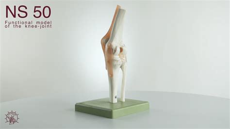 Anatomy — Health Simulation