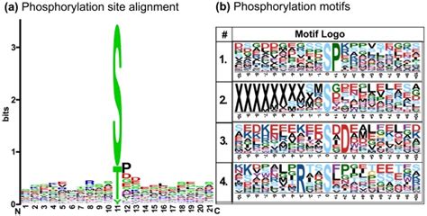 Sequence Alignment Of Phosphorylation Sites And Extraction Of