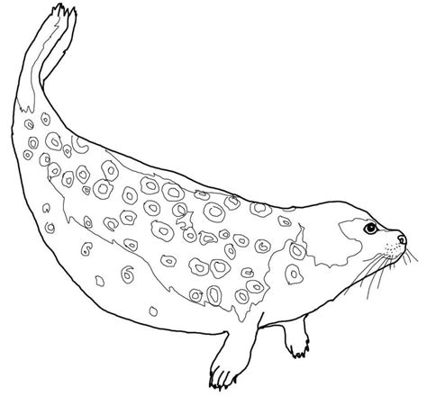 Раскраски Тюлень – Бесплатнo Pаспечатать или Cкачать Oнлайн