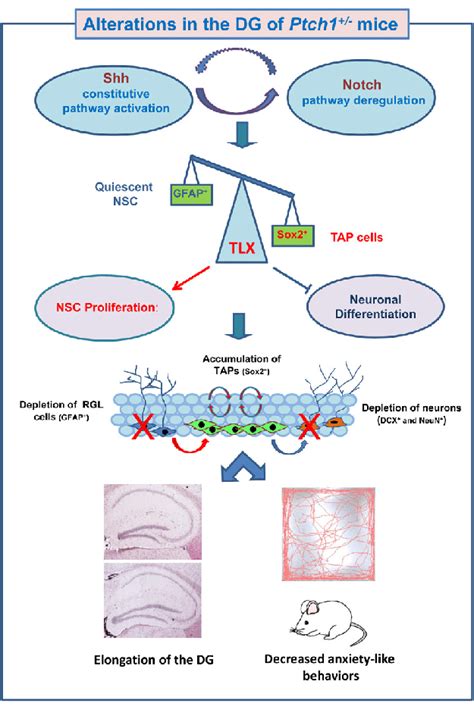 Sonic Hedgehog Shh Dependent Morphological Cellular And Molecular