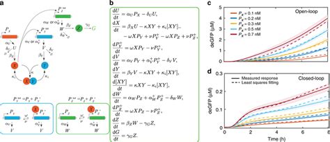 schematic of the model parametrization process and validation of the