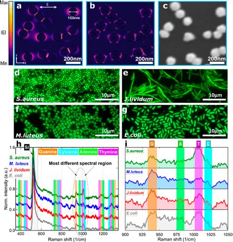 Electric Field Confinement Ensures Reliable Bacterial Dna Sensing A