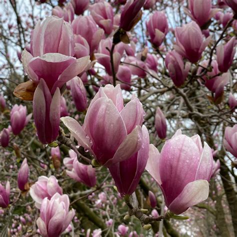 Saucer Magnolia Scent At Melinda Morris Blog