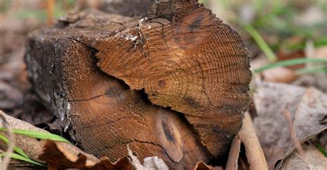 가을 갈색 거친 껍질 거친 표면 교차 구역 나무 나무 껍질 나무 줄기 나무 질감 나무 해부 나뭇결 동심원 떨어진 나뭇잎 매크로 목재 목재과학