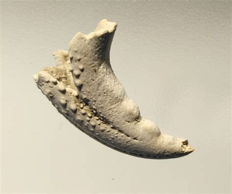 Crab Claw 11 26 23 South Carolina The Fossil Forum