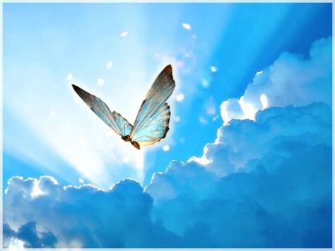 бабочка взлетела 10 тыс изображений найдено в Яндекс Картинках Бабочки Мир тесен Медитация