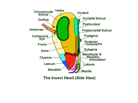 Body Segmentation Of Insect And Head Pptx Beekeeping Hobbies
