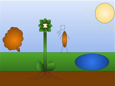 Photosynthesis Diagram Quizlet