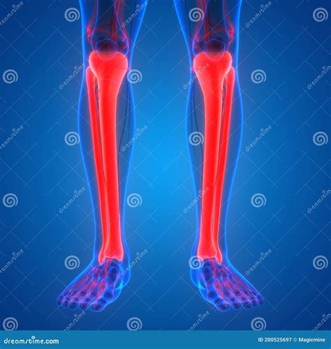 Human Skeleton System Tibia And Fibula Bone Joints Anatomy Stock Illustration Illustration Of