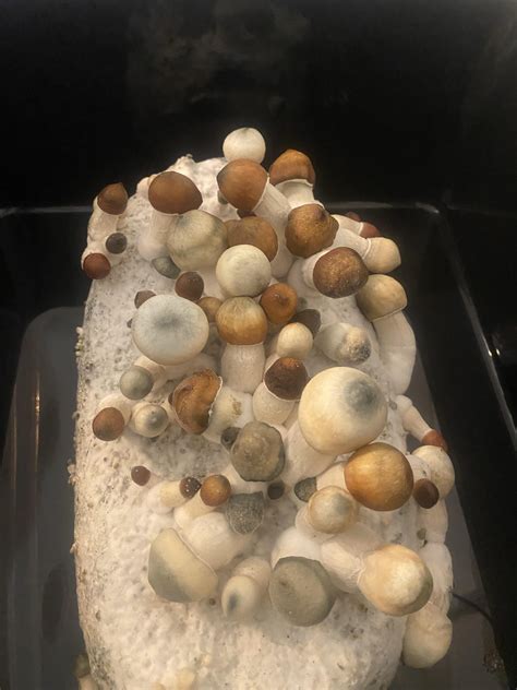 Supposed To Be Tidal Wave Looks Different Than Any Pics Ive Seen R Shroomers