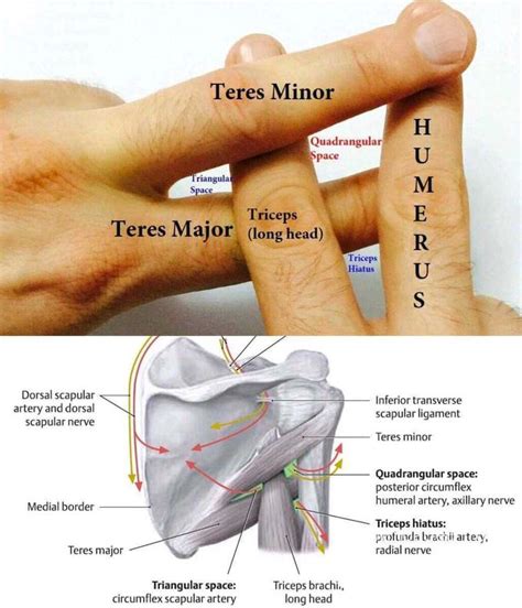 Quadrangular Space Medizzy