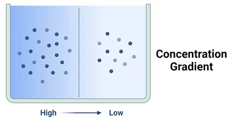 Concentration Gradient 224 Active Transport Biology Libretexts