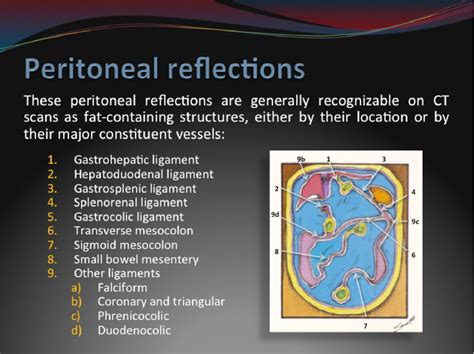 Peritoneal Ligaments And Spaces A Comprehensive Review Semantic Scholar