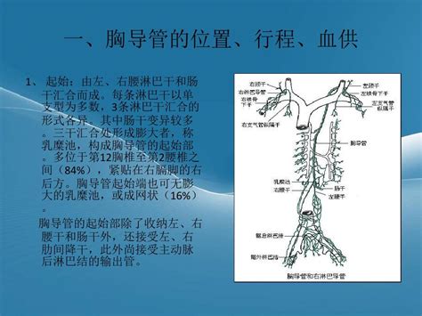 胸导管的临床解剖word文档在线阅读与下载无忧文档