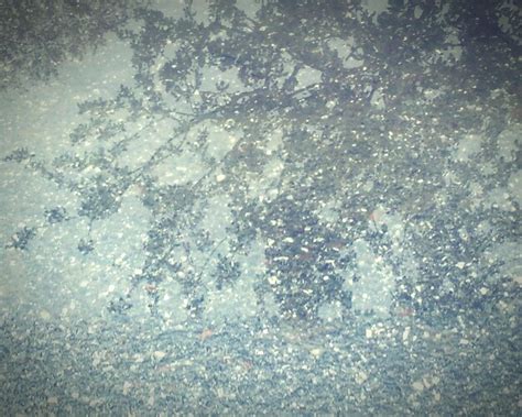 Premium Photo Reflection Of Tree In Puddle