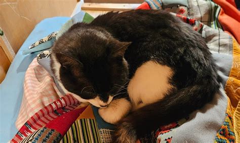 Kitty Physics Nature Just Needs To Get With The By Rd Wren The