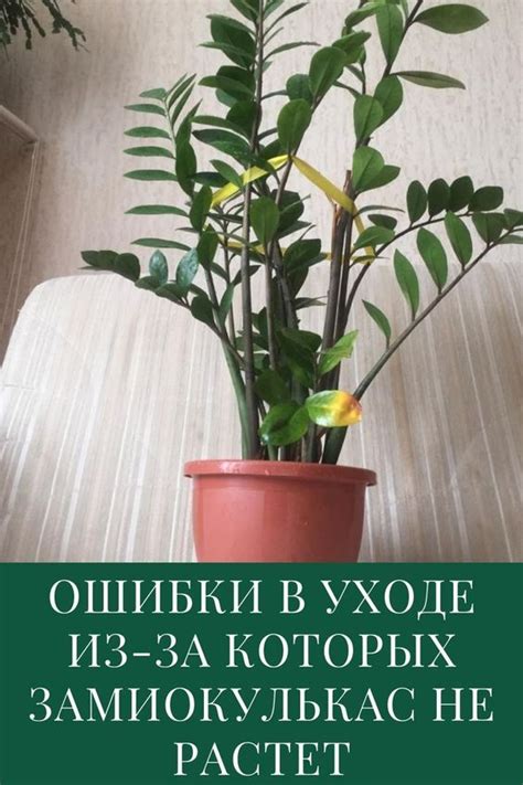 Как ухаживать за «ДОЛЛАРОВЫМ ДЕРЕВОМ чтобы оно пышно росло и цвело Флористы советуют