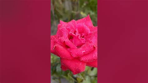 ঠাকুর কে ভালো বাসলে কিছু চাই তে হয় না ঠাকুর জানে সন্তানের কি লাগবে মা বাবা গোপাল তো অন্তর