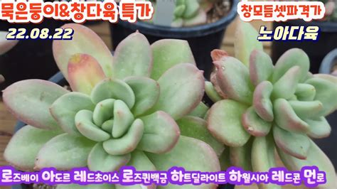 노아다육5탄묵둥이and창다육and창모듬아도르레드초이스파격가택배010 9884 1044 Youtube