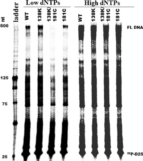 The Y181c Mutation In Hiv 1 Rt Diminishes Enzyme Processivity Of