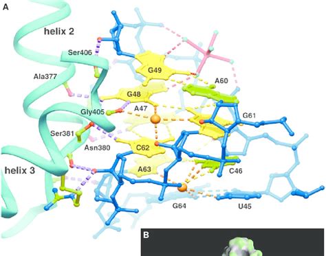 Structure Of The Symmetric Internal Loop Of The 45s Rna A Stereo Download Scientific