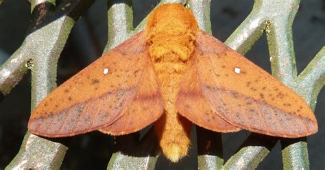Springfield Plateau Oakworm Moth
