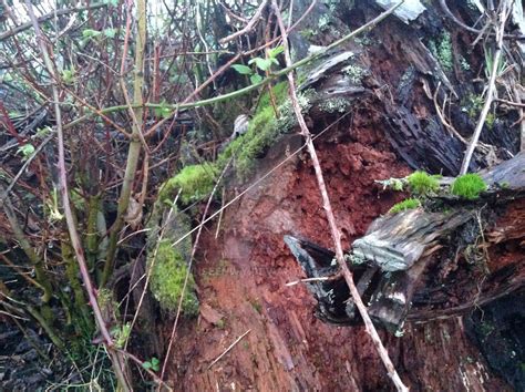 Rotting Log Stock Reference By Unseenivy On Deviantart