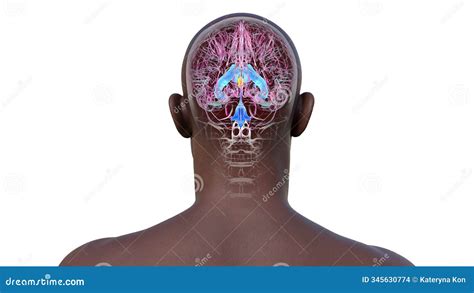 The Third Brain Ventricle 3d Illustration Stock Illustration