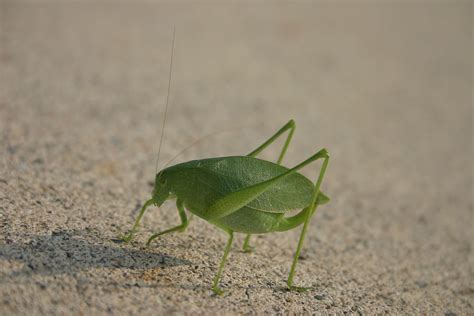 Katydid Insect Free Public Domain Free Photo Rawpixel