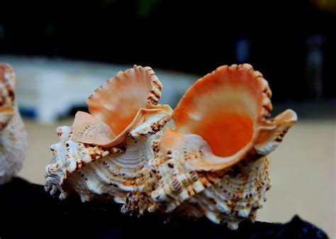 【贝壳摄影图片】纪实摄影 太平洋电脑网摄影部落