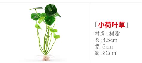 荷叶草 荷叶荷花 大山谷图库