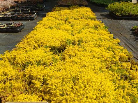 Sedum Sexangulare Gold Digger Groenpalet Shop